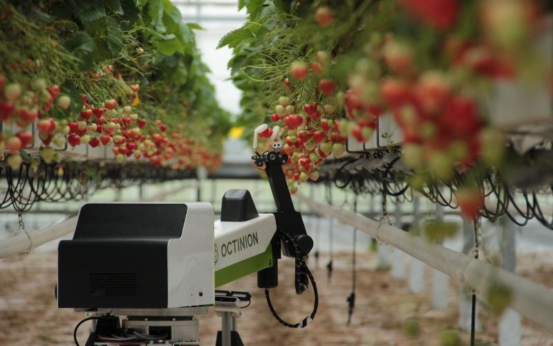 New robots can pick all the strawberries for Wimbledon in a week
