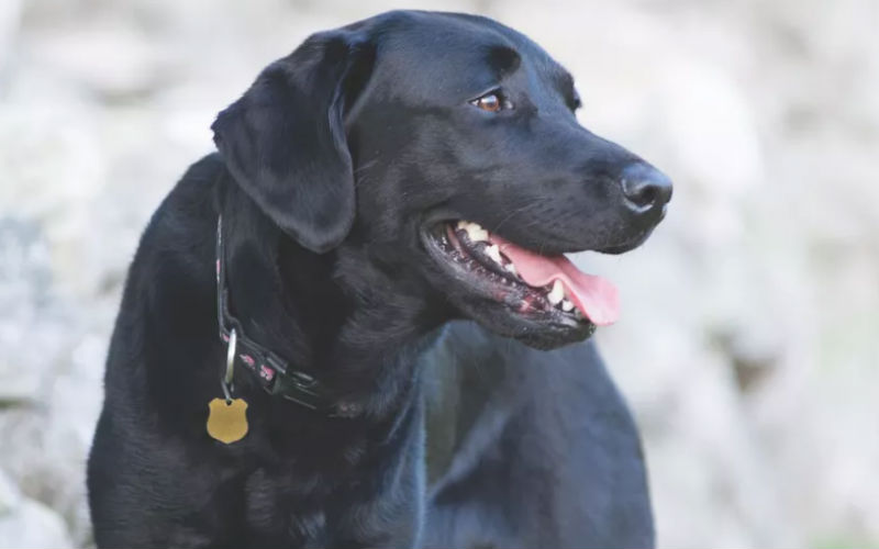 Cyber Security Briefing: Dogs enlisted in cyber crime fight